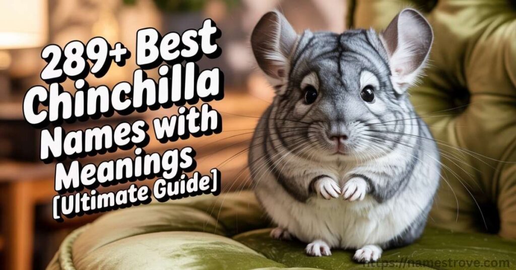 289+ Best Chinchilla Names With Meanings [Ultimate Guide] - Names Trove