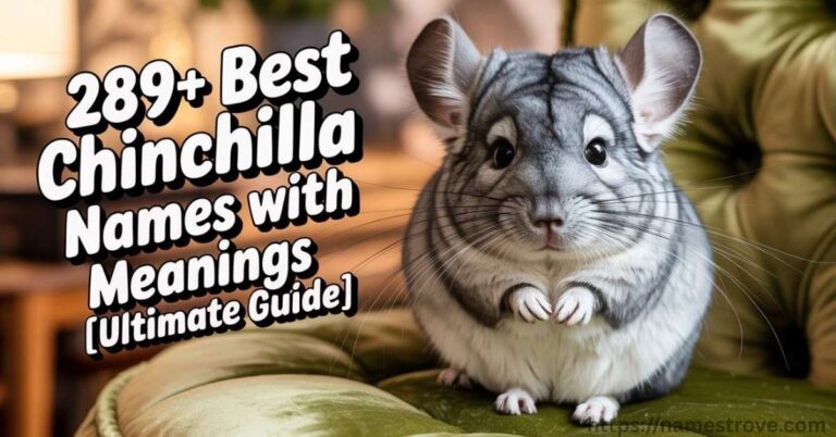 289+ Best Chinchilla Names With Meanings [Ultimate Guide] - Names Trove