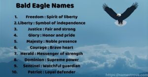359+ Best Eagle Names: Powerful, Cool & Unique Ideas 2025 - Names Trove