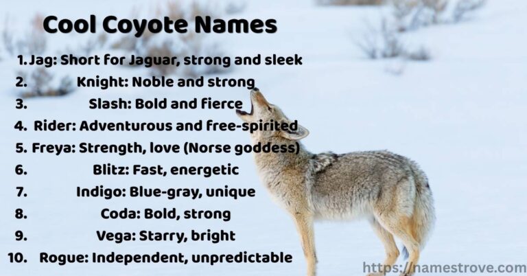 329+ Best Coyote Names: Cool, Unique & Meaningful Ideas - Names Trove