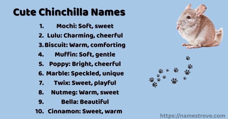289+ Best Chinchilla Names With Meanings [Ultimate Guide] - Names Trove