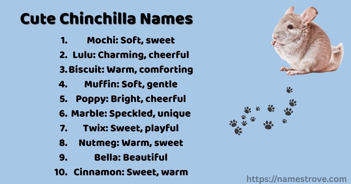 289+ Best Chinchilla Names With Meanings [Ultimate Guide] - Names Trove