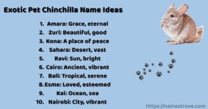 289+ Best Chinchilla Names With Meanings [Ultimate Guide] - Names Trove