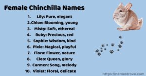 289+ Best Chinchilla Names With Meanings [Ultimate Guide] - Names Trove