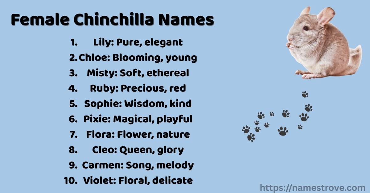 289+ Best Chinchilla Names With Meanings [Ultimate Guide] - Names Trove