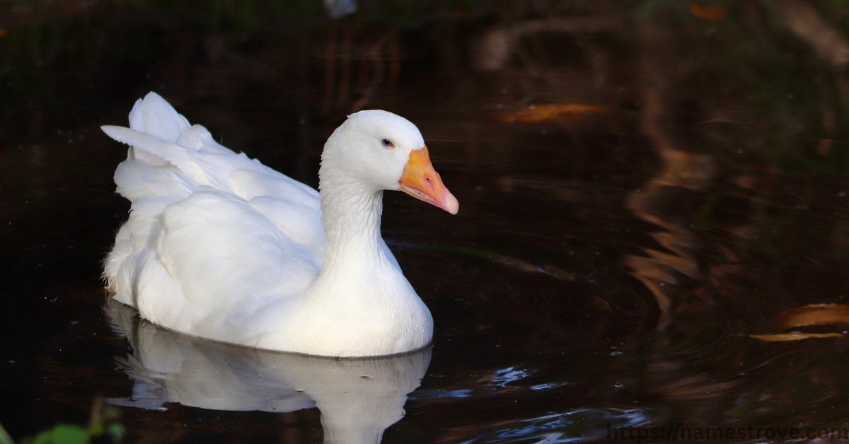 Goose Names With Meaning [397+ Best Ideas for 2025] - Names Trove