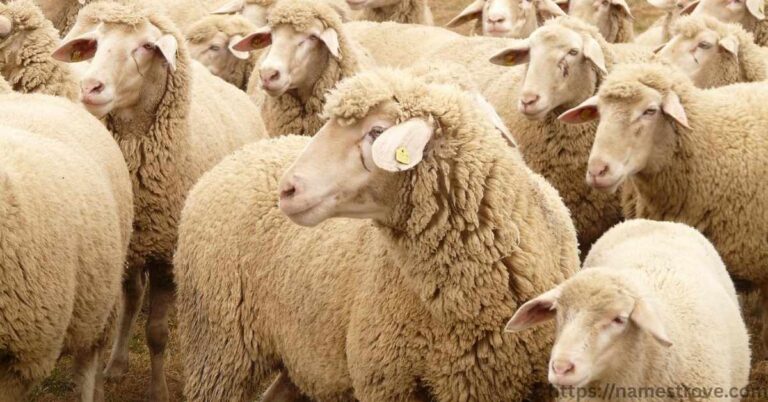 485+ Best Sheep Names: Cute, Funny & Unique Ideas 2025 - Names Trove