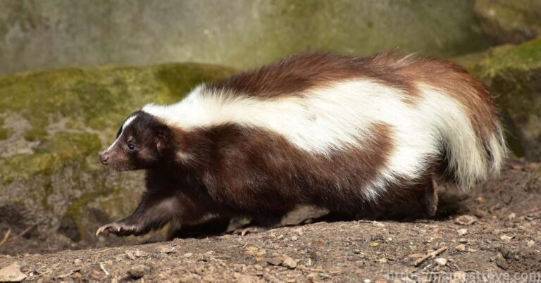380+ Creative Skunk Names: Fun Ideas With Meanings - Names Trove