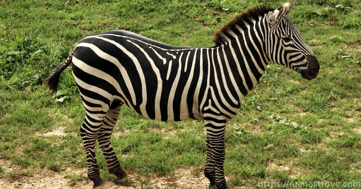 374+ Best Zebra Names: Cute, Cool & Unique Ideas (2025) - Names Trove