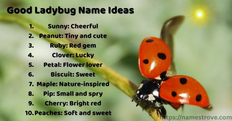 297+ Best Ladybug Names: Cool, Cute & Unique Ideas (2026) - Names Trove