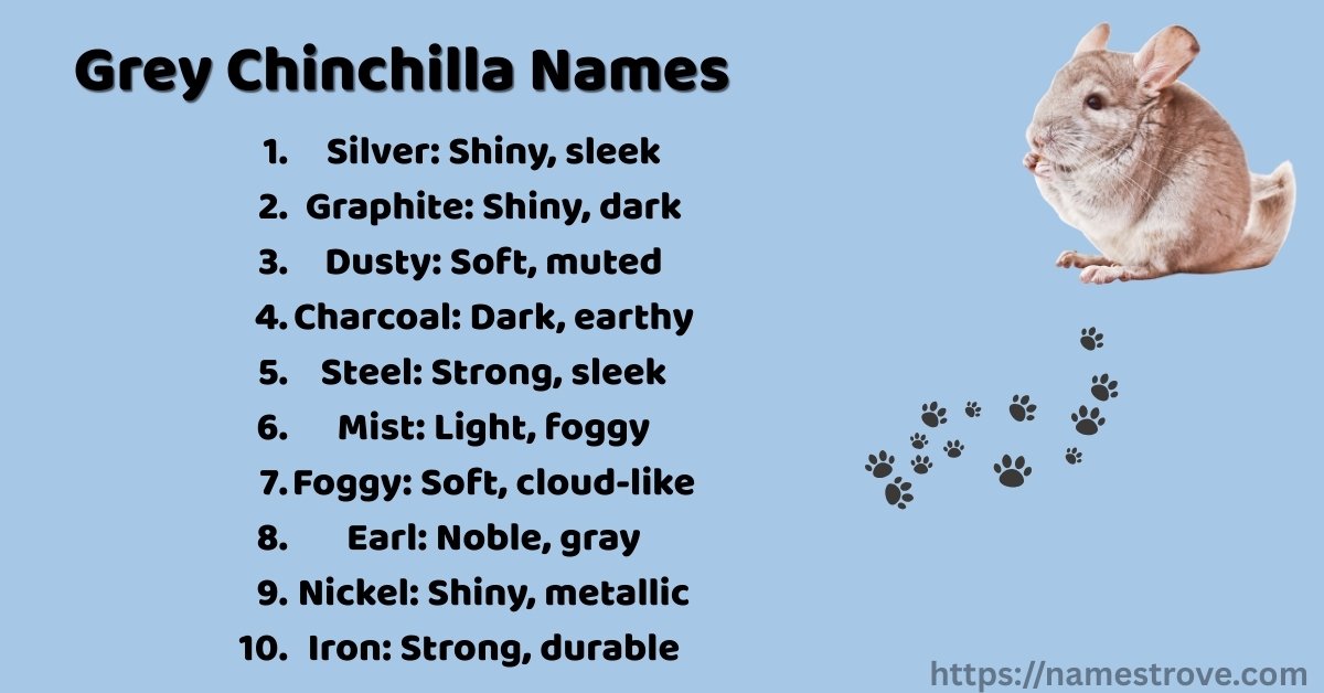 289+ Best Chinchilla Names With Meanings [Ultimate Guide] - Names Trove