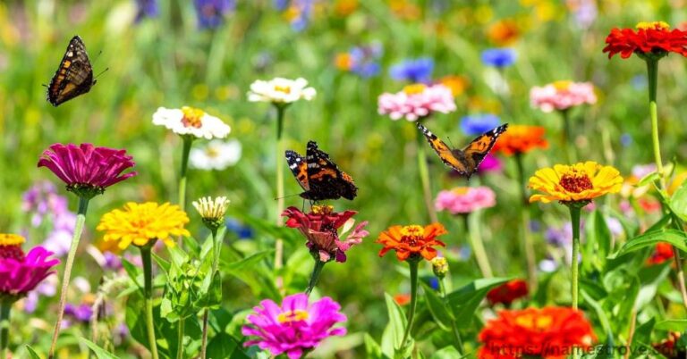 440+ Butterfly Names: Cute, Cool, Unique & Creative Picks - Names Trove