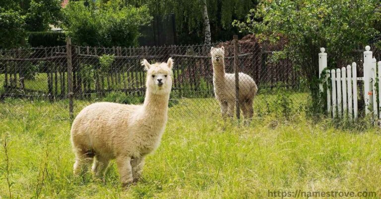 386+ Best Alpaca Names: Cute, Cool & Meaningful Ideas - Names Trove