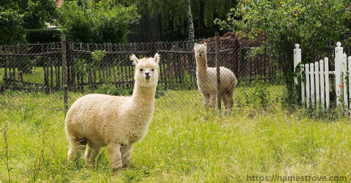 386+ Alpaca Names (2026): Cute, Funny & Unique Ideas - Names Trove