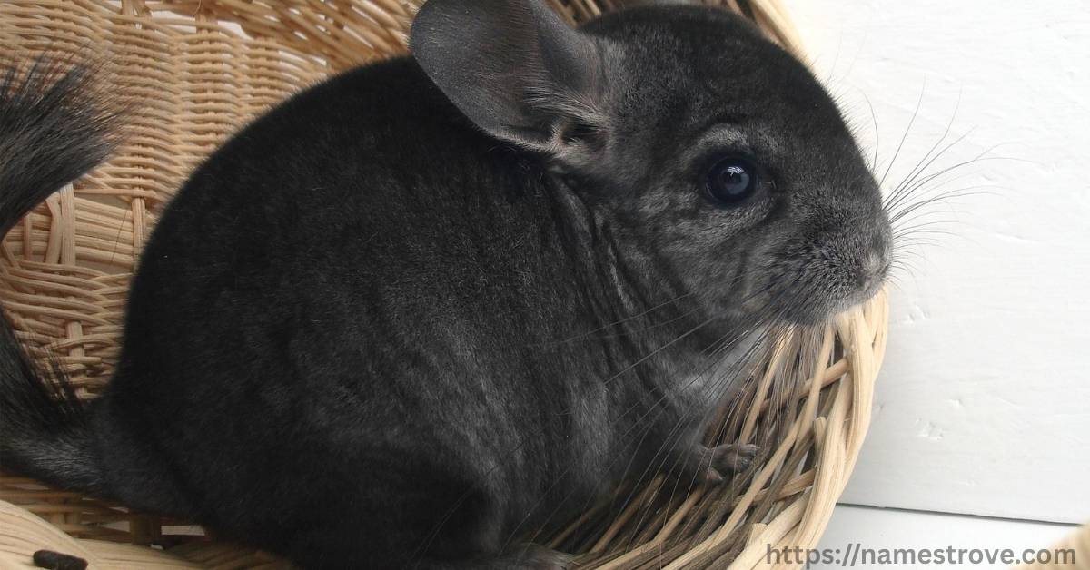 289+ Best Chinchilla Names With Meanings [Ultimate Guide] - Names Trove