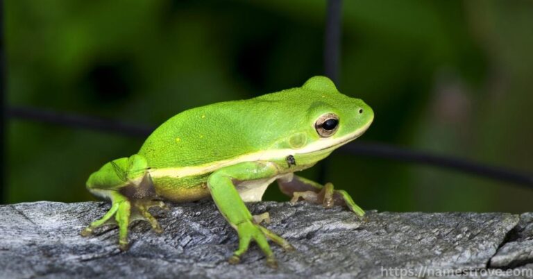 500+ Unique Frog Names: Creative, Fun & Rare Ideas You’ll Love - Names ...