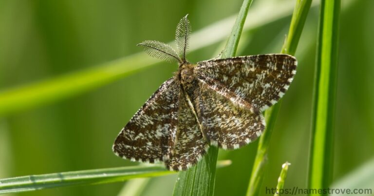 392+ Best Moth Names: Unique Ideas & Meanings (2025) - Names Trove