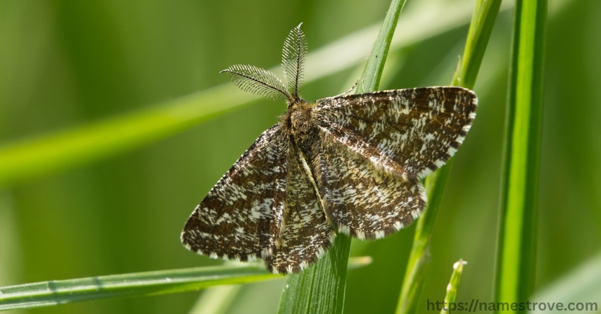 392+ Best Moth Names: Unique Ideas & Meanings (2025) - Names Trove