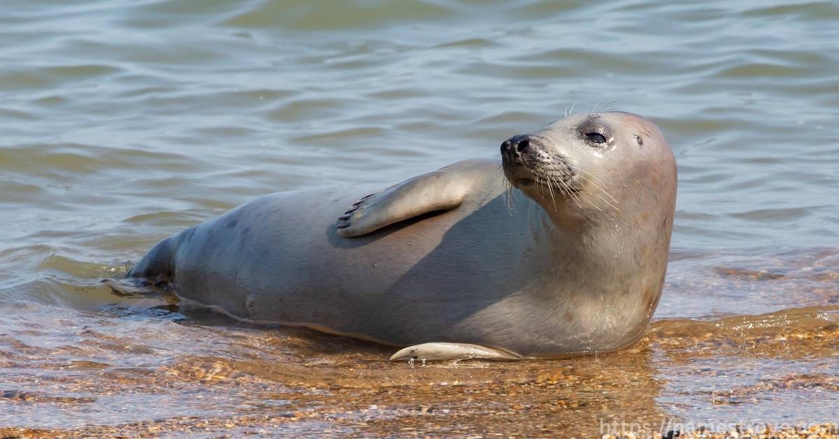 391+ Best Seal Names: Cute, Funny & Unique Ideas - Names Trove