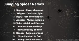 320+ Spider Names 2026: Cute, Cool & Unique ideas - Names Trove