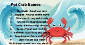 315+ Best Crab Names: Creative Ideas for Your Pet (2025) - Names Trove
