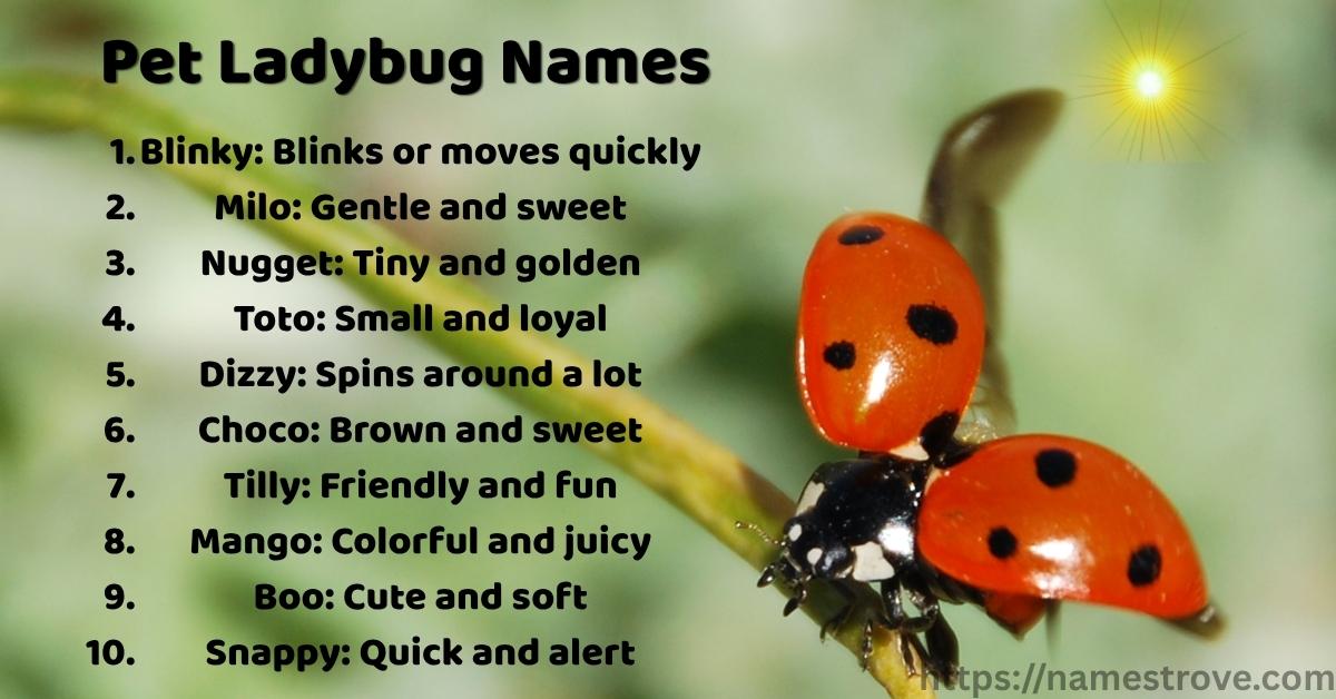 297+ Best Ladybug Names: Cool, Cute & Unique Ideas - Names Trove