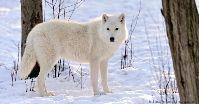 428+ Best Wolf Names with Meanings – Ultimate Guide 2025 - Names Trove