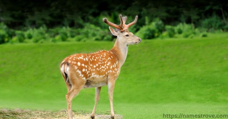 393+ Best Deer Names: Cute, Unique, Famous & More (2025) - Names Trove