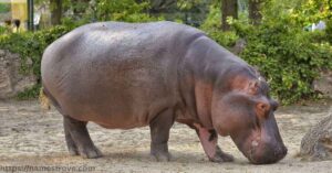 400+ Best Hippo Names with Meanings (2025 Guide) - Names Trove