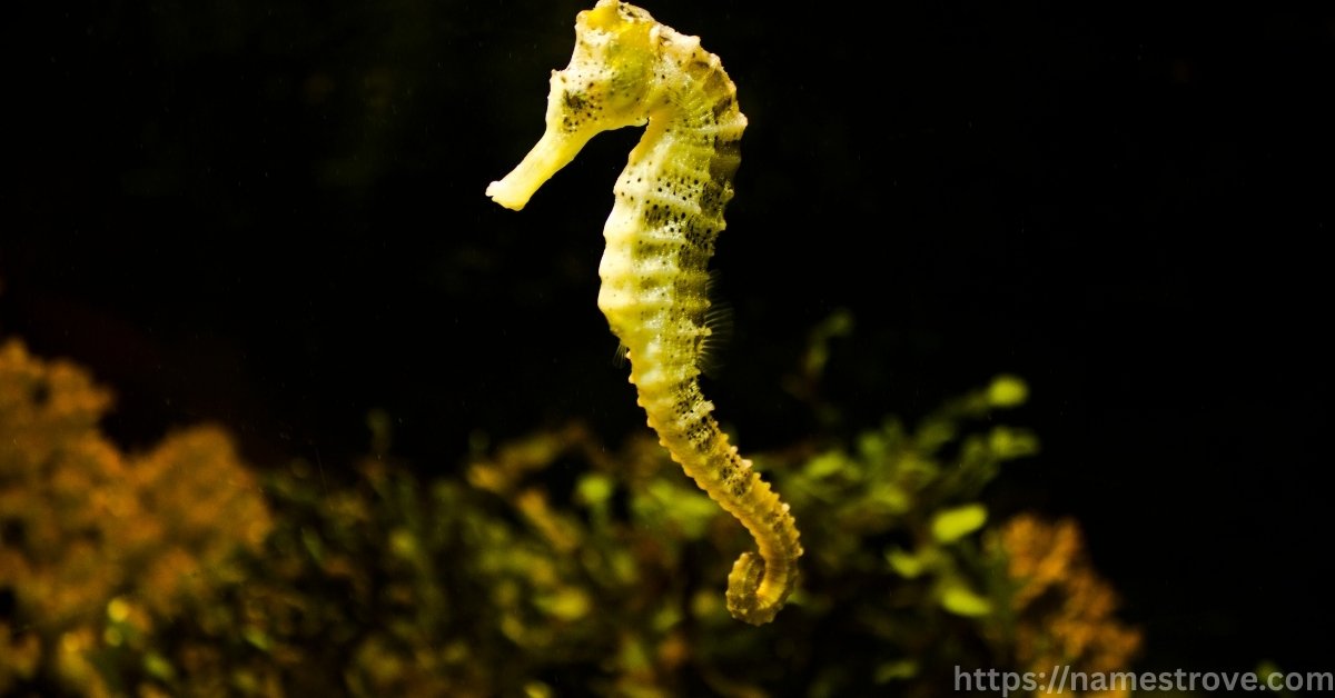 420+ Best Seahorse Names with Meanings & Fun Ideas 2025 - Names Trove