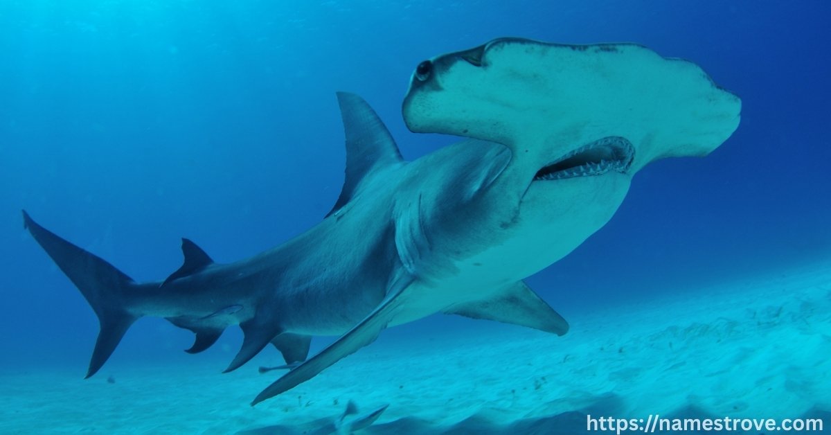 525+ Best Shark Names: Cool, Funny & Unique Ideas 2025 - Names Trove