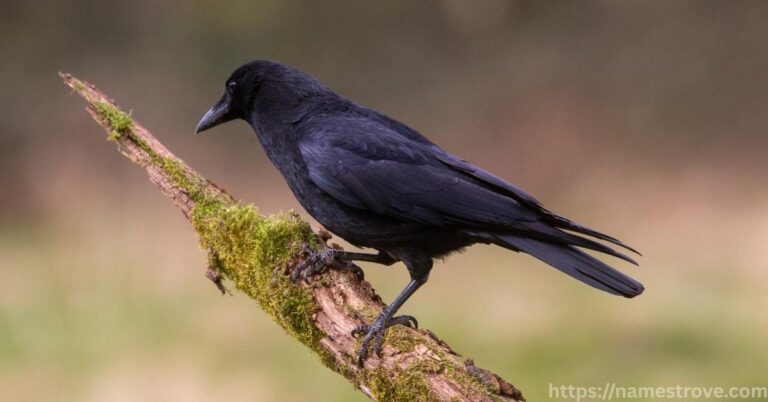 522+ Crow Names: Unique, Cool & Cute Ideas (2025) - Names Trove