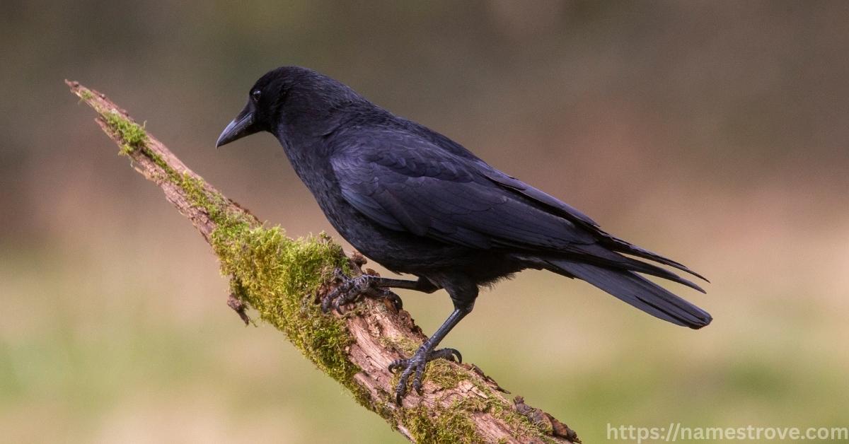 522+ Crow Names: Unique, Cool & Cute Ideas (2025) - Names Trove