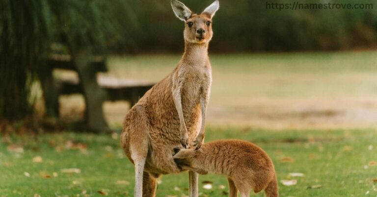 400+ Best Kangaroo Names: Cute, Funny & Unique Ideas - Names Trove