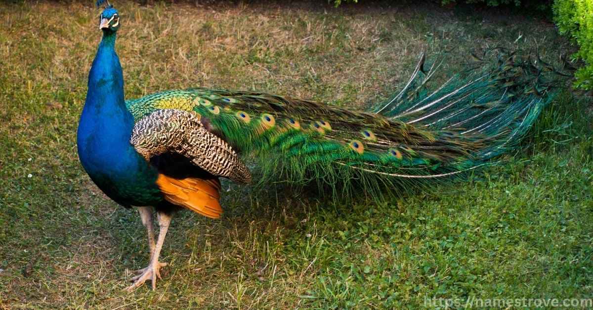 Best 435+ Peacock Names (2026) – Unique, Cute & Cool Ideas - Names Trove