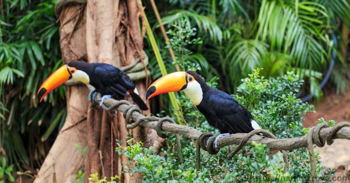 370+ Best Toucan Names for 2025: Cute, Funny & Unique - Names Trove
