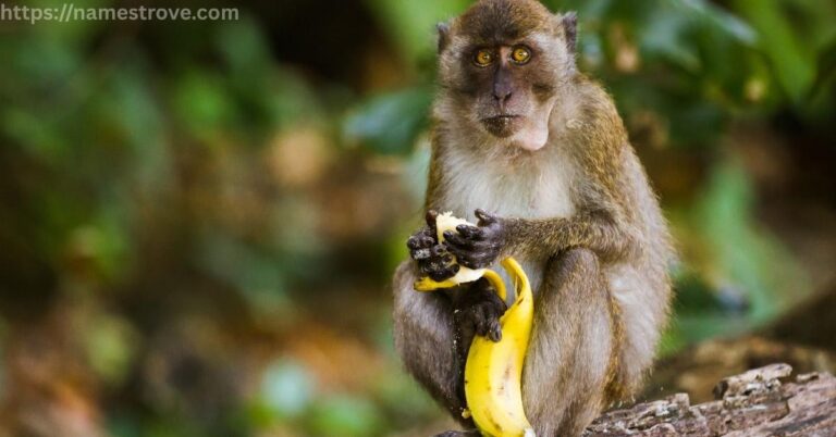 450+ Best Monkey Names (Funny, Cute & Clever Ideas 2025) - Names Trove