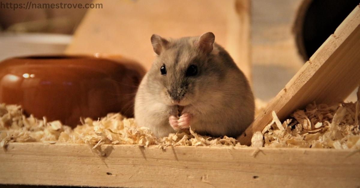 372+ Best Hamster Names: Cute, Funny & Unique Ideas - Names Trove