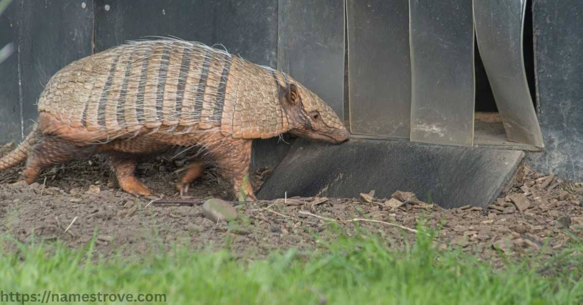 400+ Best Armadillo Names: Cute, Funny & Unique Ideas - Names Trove