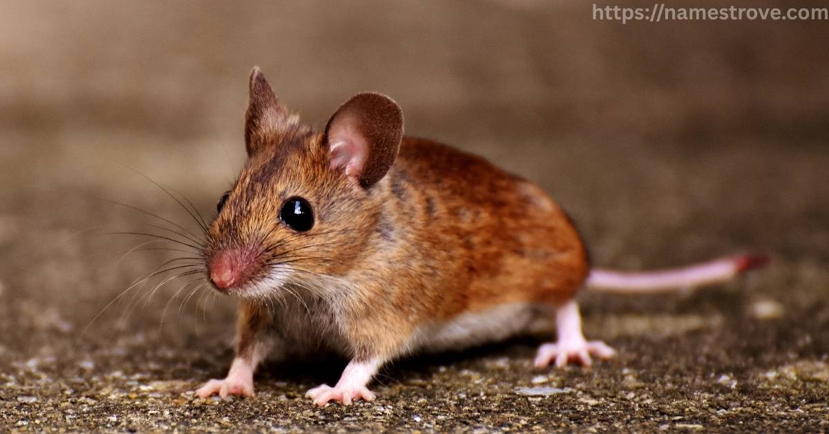 450+ Best Mouse Names: Cute, Funny & Unique Ideas - Names Trove