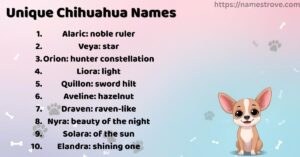 450+ Best Chihuahua Names 2025: Cute, Unique & Fun Ideas - Names Trove