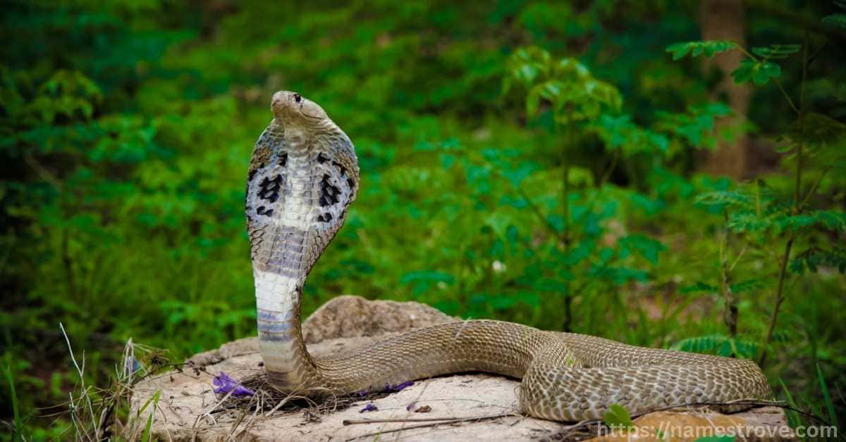 430+ Best Snake Names for 2025 | Cool, Funny & Unique Ideas - Names Trove