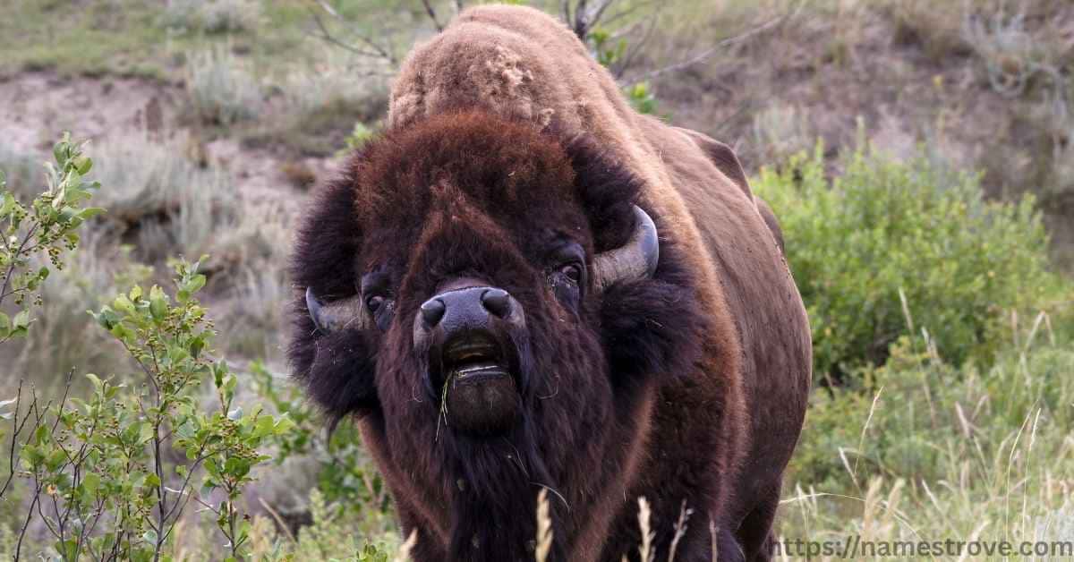 450+ Best Bison Names for 2025 | Cool, Funny & Unique Ideas - Names Trove