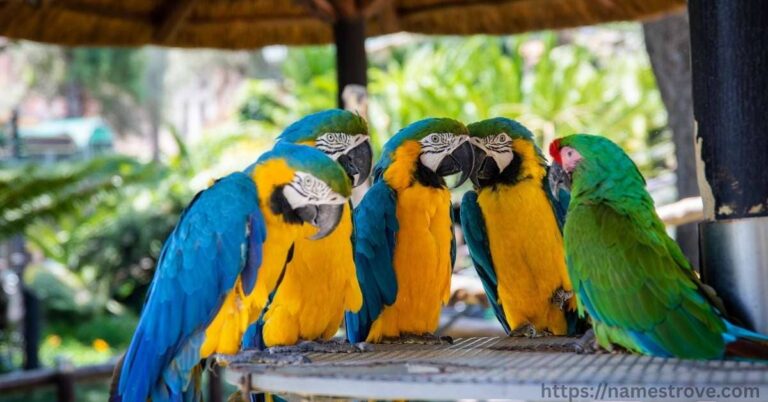 386+ Best Parrot Names: Cute, Funny & Unique Ideas - Names Trove