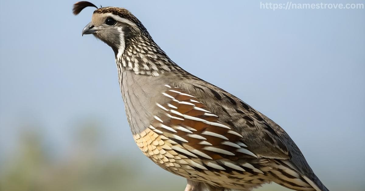 360+ Quail Names: Cute, Funny & Unique Ideas (2025) - Names Trove