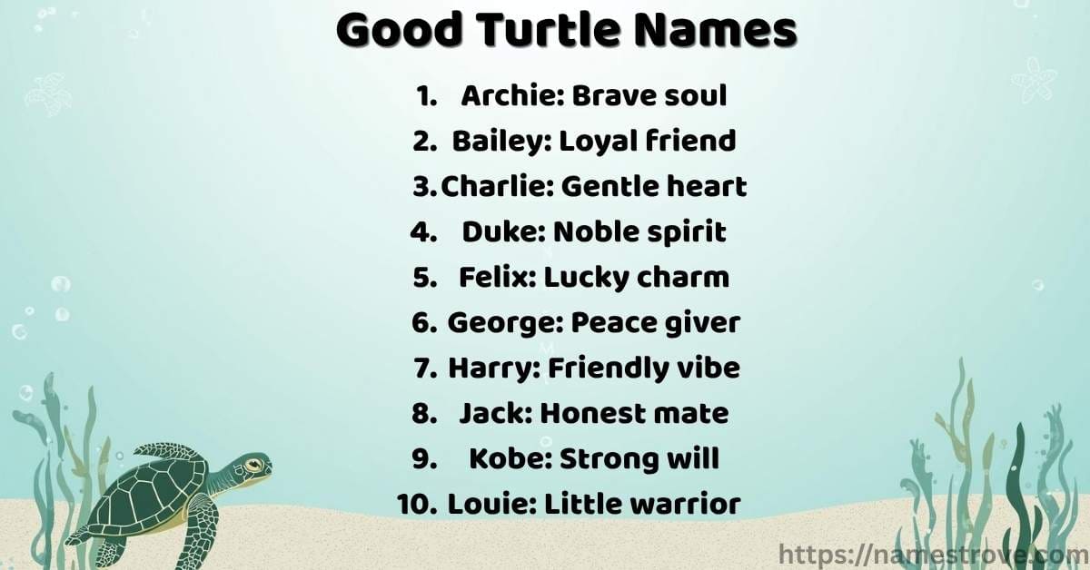 374+ Best Turtle Names: Cute, Funny & Unique Ideas - Names Trove