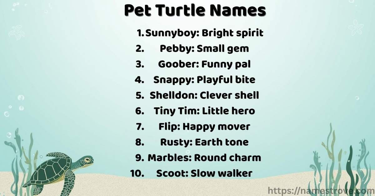374+ Best Turtle Names: Cute, Funny & Unique Ideas - Names Trove